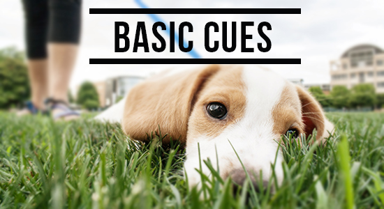 Dog Behavior | Victoria Stilwell Positively